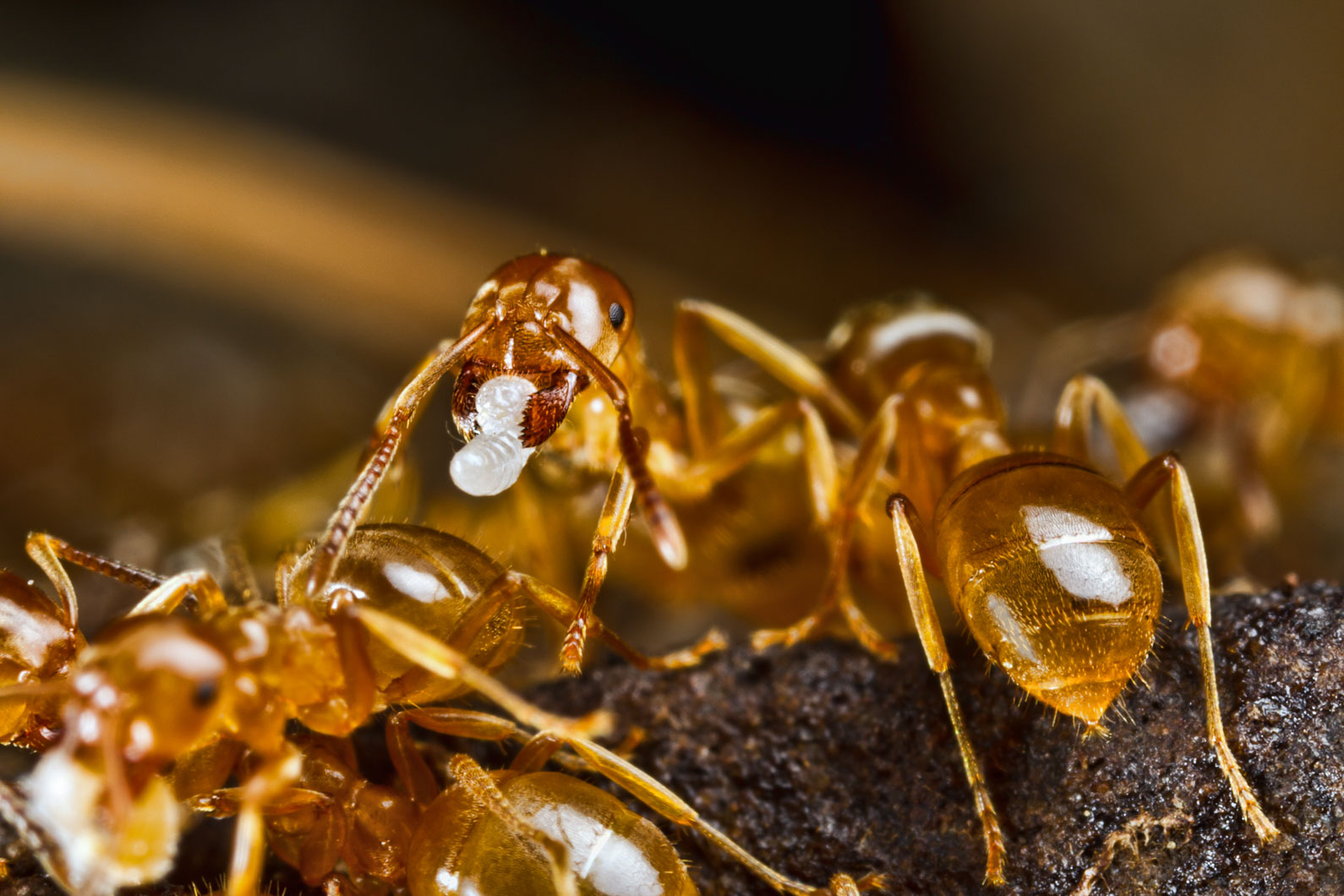 invertebrates | Tice Lerner