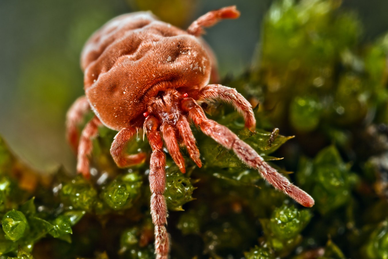 invertebrates | Tice Lerner